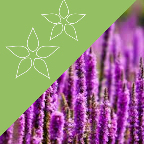 Trauma Recovery | Organic, hand-crafted, healing flower essences