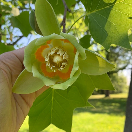 Tulip Poplar | Organic, hand-crafted, healing flower essences