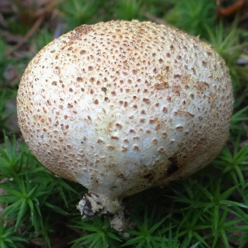 Scleroderma Areolatum | Organic, hand-crafted, healing flower essences