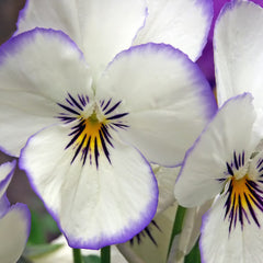White Pansy Organic hand crafted healing flower essences