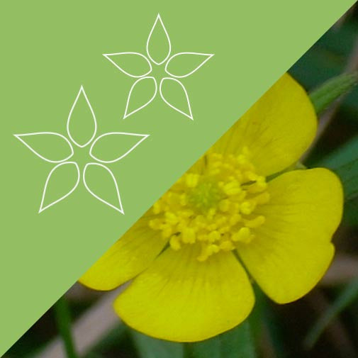 Emergency Protection | Organic, hand-crafted, healing flower essences